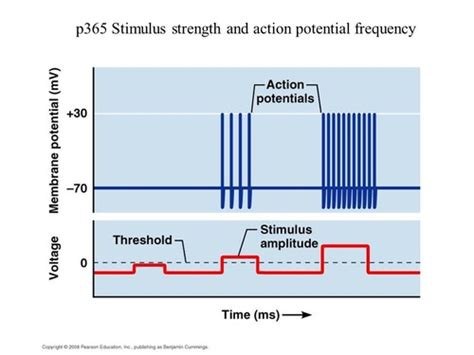 Neuron Strength Of Signal Refractory Periods 752b Flashcards Quizlet