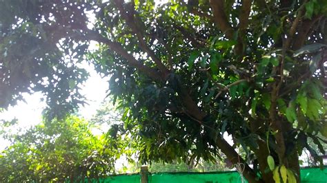 枝が隣家の土地に出ている木の伐採 Youtube