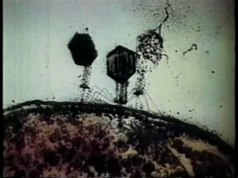 Electron Microscope Bacteriophage