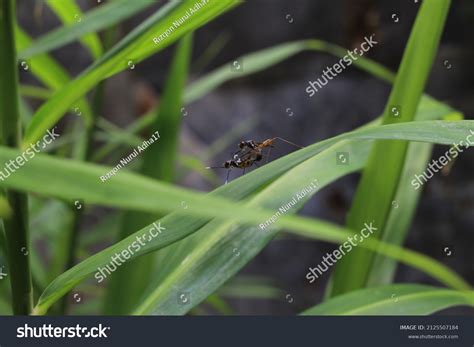 Pair Ants Having Sex On Green Stock Photo Shutterstock