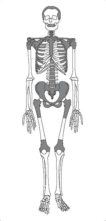 Bone Marrow Radiology Key