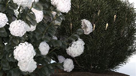 Garden Of Pine Topiary With White Hydrangea Bush 1472 3d Turbosquid