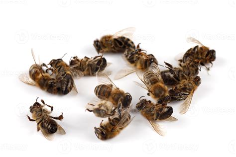 Dead Bees On A White Background Lots Of Dead Bees 44428503 Stock