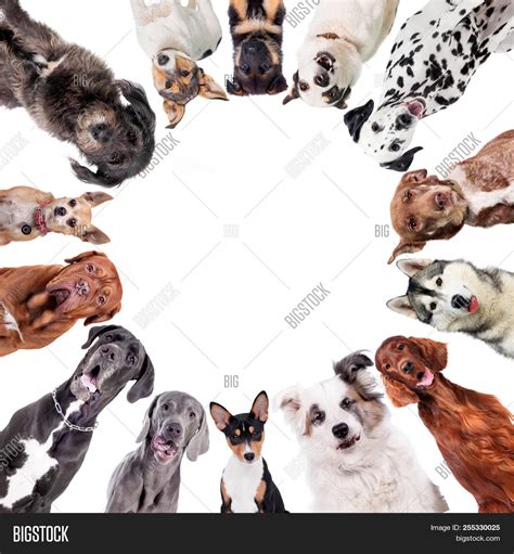 Картинки Где Много Собак — Фото Картинки