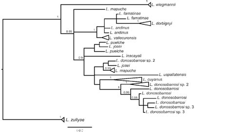 Bayesian Nuclear Combined Tree Showing The Topological Position Of Download Scientific Diagram