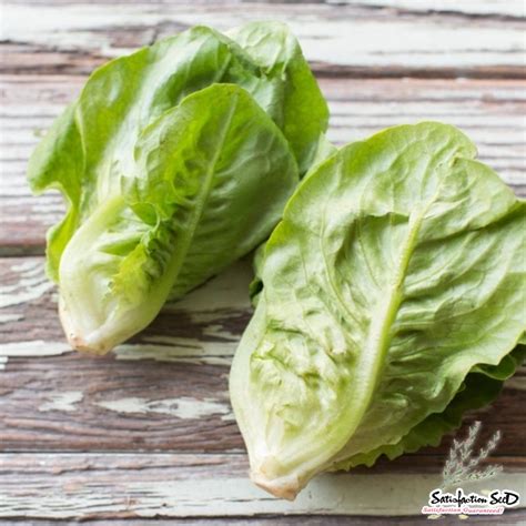 Little Gem Lettuce Seeds Satisfaction Guaranteed