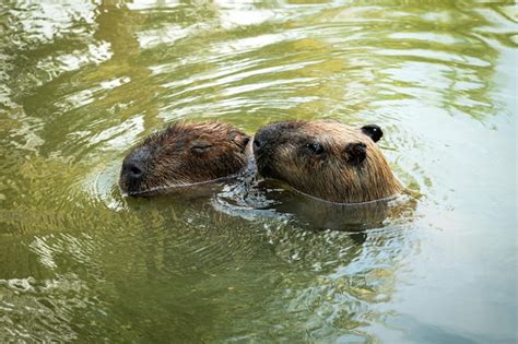 Premium Photo Love Making Couple Of The Capybara Hydrochoerus
