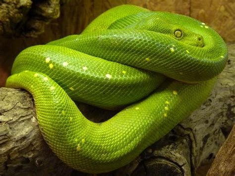 Green Python Backdrop Picture Closeup Elegance Realistic Photos In 
