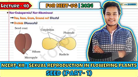 Lec 40 Seed Part 1 Sexual Reproduction In Flowering Plants Class 12 YouTube