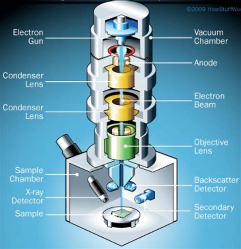 5 Schematic Illustration Of Sem Construction [11] Download Scientific Diagram