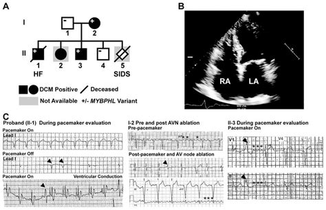 Whole Genome Sequencing Wgs Identified A Premature Stop Codon In Download Scientific Diagram
