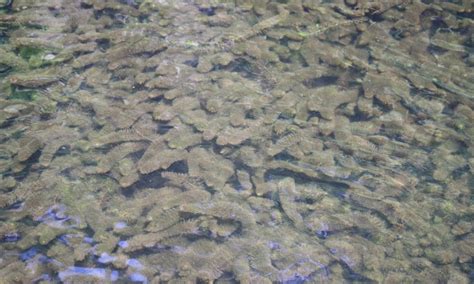 Variable Leaf Milfoil — Adirondack Watershed Institute