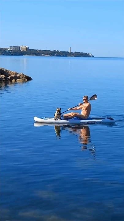 Французский бульдог на сапе Youtube