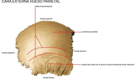 Hueso Parietal 2 Suturas Del Craneo Craneo Humano Anatomia Huesos