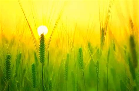 Optical Illusion Can You Spot The Hidden Grasshopper In 9 Seconds