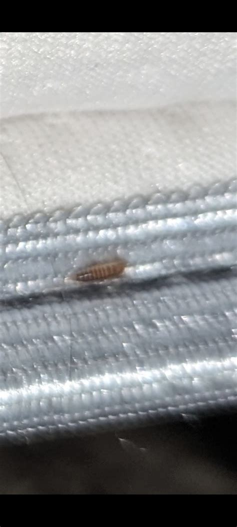 Help Does This Look Like A Bed Bug Shell Casing Rbedbugs