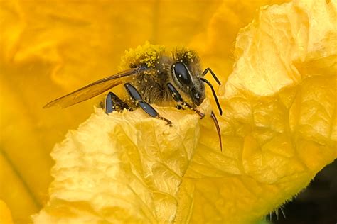 Revealing Photos Show Nectar Grubbing Honey Bees Piercing Flowers