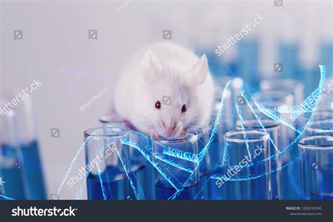 Mouse Genetics Images Stock Photos Vectors Shutterstock
