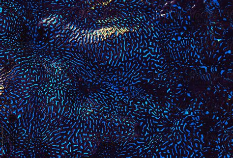 Psychedelic Blue Brain Coral Pattern By Stocksy Contributor Wizemark Stocksy