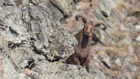 საქართველოში 1352 ირემი 700 მდე ჯიხვი და 300 ზე მეტი ქურციკია