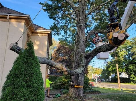 Tree Risk Assessment Tree Risk Assessment West Hartford