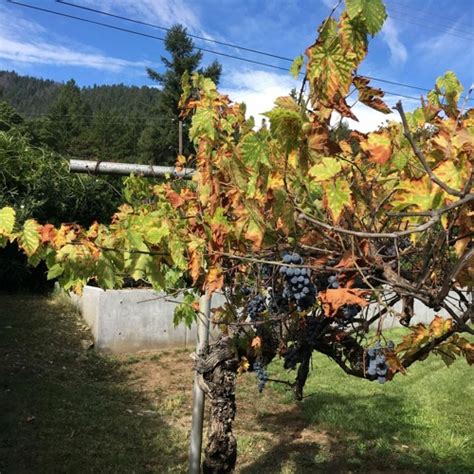 Stream Pierces Disease Detected In Humboldt By Kmud News Listen Online For Free On Soundcloud