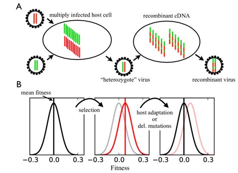 Panel A Illustrates The Process Of Recombination In Hiv Diversifying