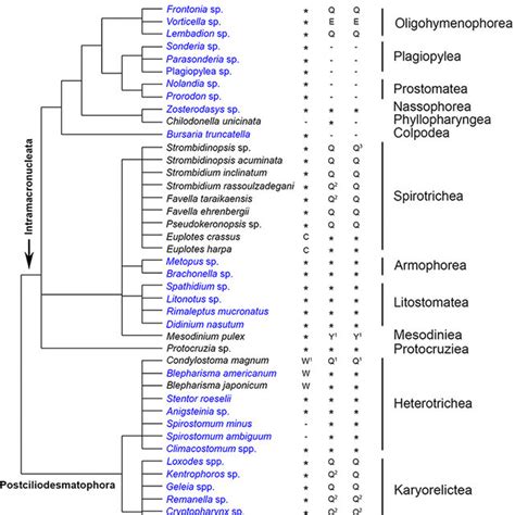 Putative Stop Codon Usage And Reassignment From Single Cell Download Scientific Diagram