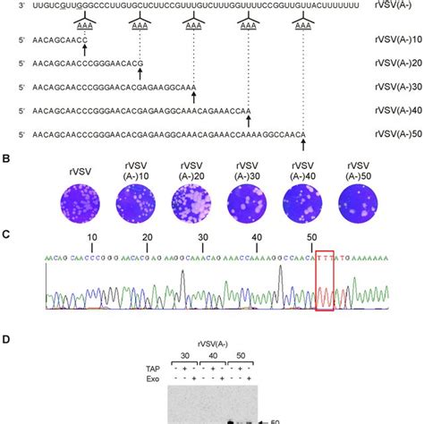 Generation And Characterization Of Recombinant Vsv A Schematic Download Scientific Diagram