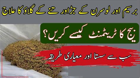 Uses Of Trichoderma How To Control Berseem And Alfalfa Root Rot Disease