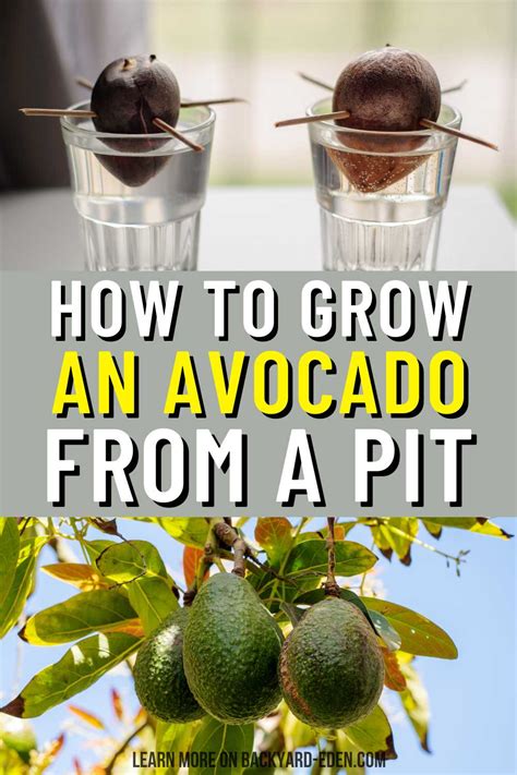 How To Grow An Avocado Tree From A Pit Backyard Eden