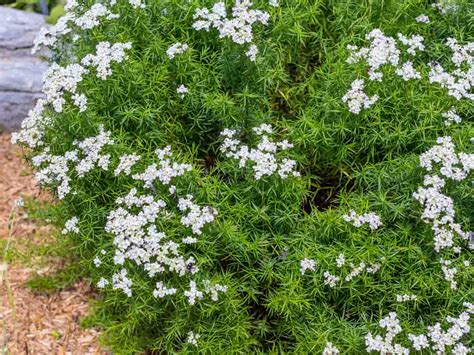 Pycnanthemum Tenuifolium Slender Mountain Mint Sugar Creek Gardens