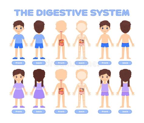 Girl Digestive System Diagram Stock Illustrations 99 Girl Digestive