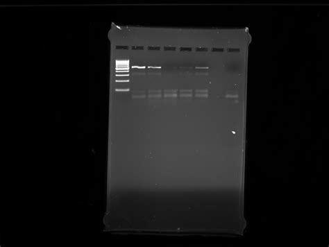 Can Anyone Help Explain Double Bands In Pcr Researchgate