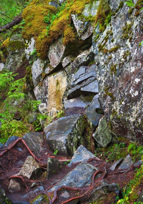 Wet Stone Texture Stock Image Image Of Beautiful Mossy 182571789