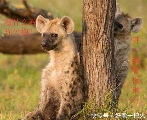 鬃狗鬣狗 随意优惠券