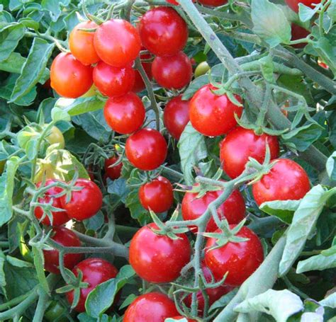 Томат Стромболіно F1 насіння купити в Україні фото відгуки опис Ua