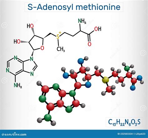 S Adenosyl Methionine Sam E Sam Molecule It Is Sulfonium Betaine Cosubstrate Coenzyme