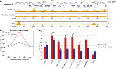 Cohesin Dependent Chromosome Loop Extrusion Is Limited By Transcription And Stalled Replication