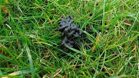 Large Worms In Grass At Rufus Gantt Blog