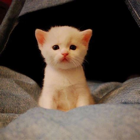 猫咪会因为什么原因眼屎多？怎么处理？ 知乎