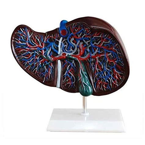Buy Yhnujmik Liver Anatomical Model Hepatobiliary Model Human Liver Vascular Hepatobiliary