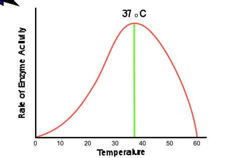 Enzyme Temperature Graph Enzyme Temperature Graph