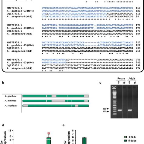 Doublesex Sequence And Profile Expression In An Gambiae G3 A Sequence