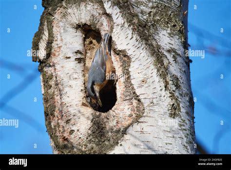 Eurasian Nuthatch Nuthatch Building Its Nesting Cavity Sitta Europa Bird Squatting A Common