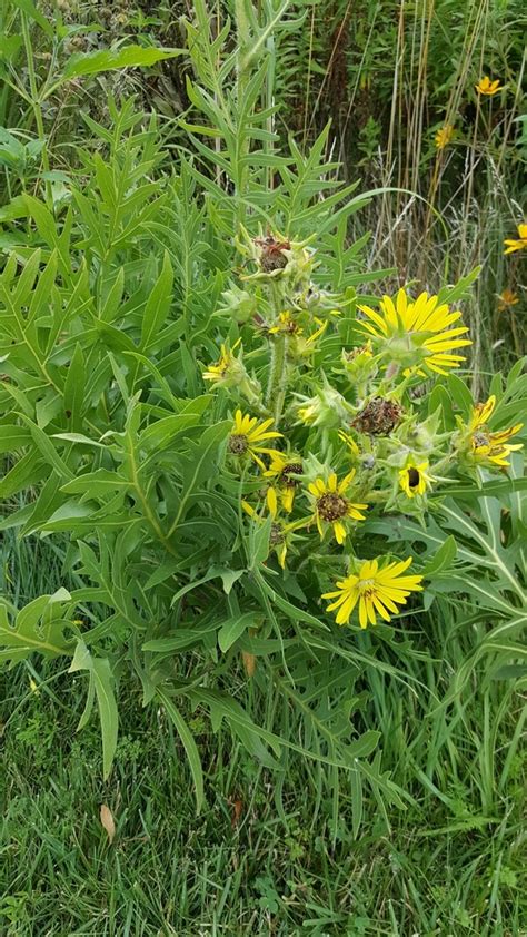 Compass Plant Silphium Laciniatum Botanical Realm