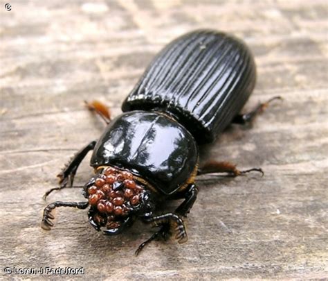 Horned Passalus Beetle Fontenelle Forest Nature Search Fontenelle