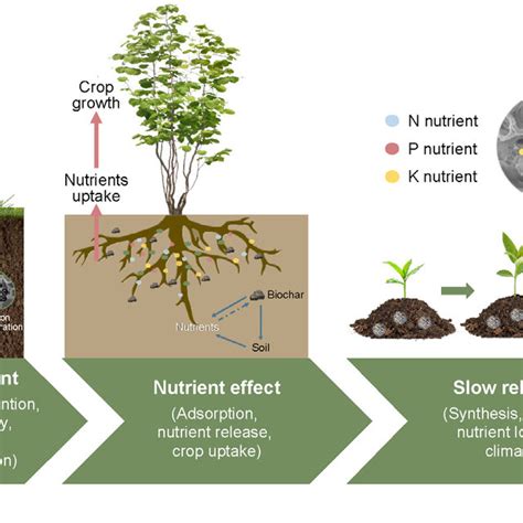 A Schematic Of The Synthesis Of Biofilm Coated Biochar Based Srfs B Download Scientific