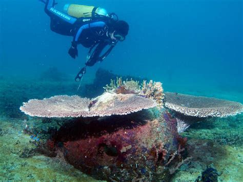 Reef Balls Let You Become Part Of A Coral Reef When You Die Funeral Guide