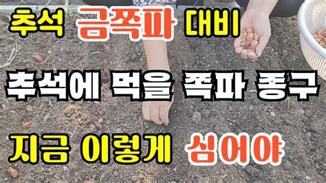 추석에 먹을 수 있는 쪽파는 지금 이렇게 심어 보세요 쪽파심는시기 쪽파심는방법 Youtube